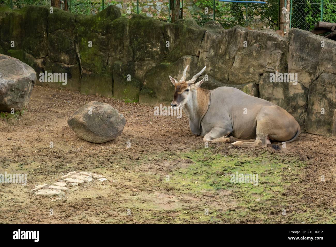 A Common Eland at Saigon Zoo and Botanical Garden, Ho Chi Minh City ...