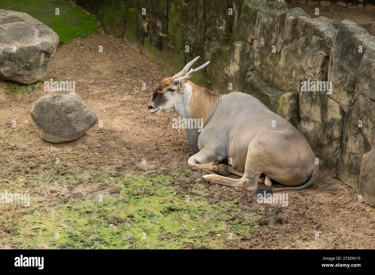 A Common Eland at Saigon Zoo and Botanical Garden, Ho Chi Minh City ...