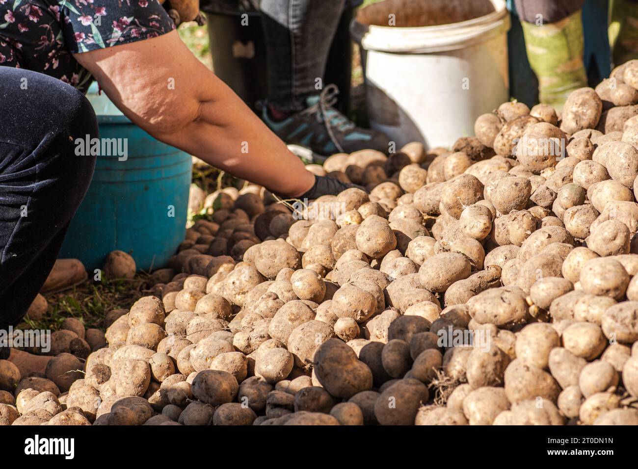Sorting food hi-res stock photography and images - Alamy