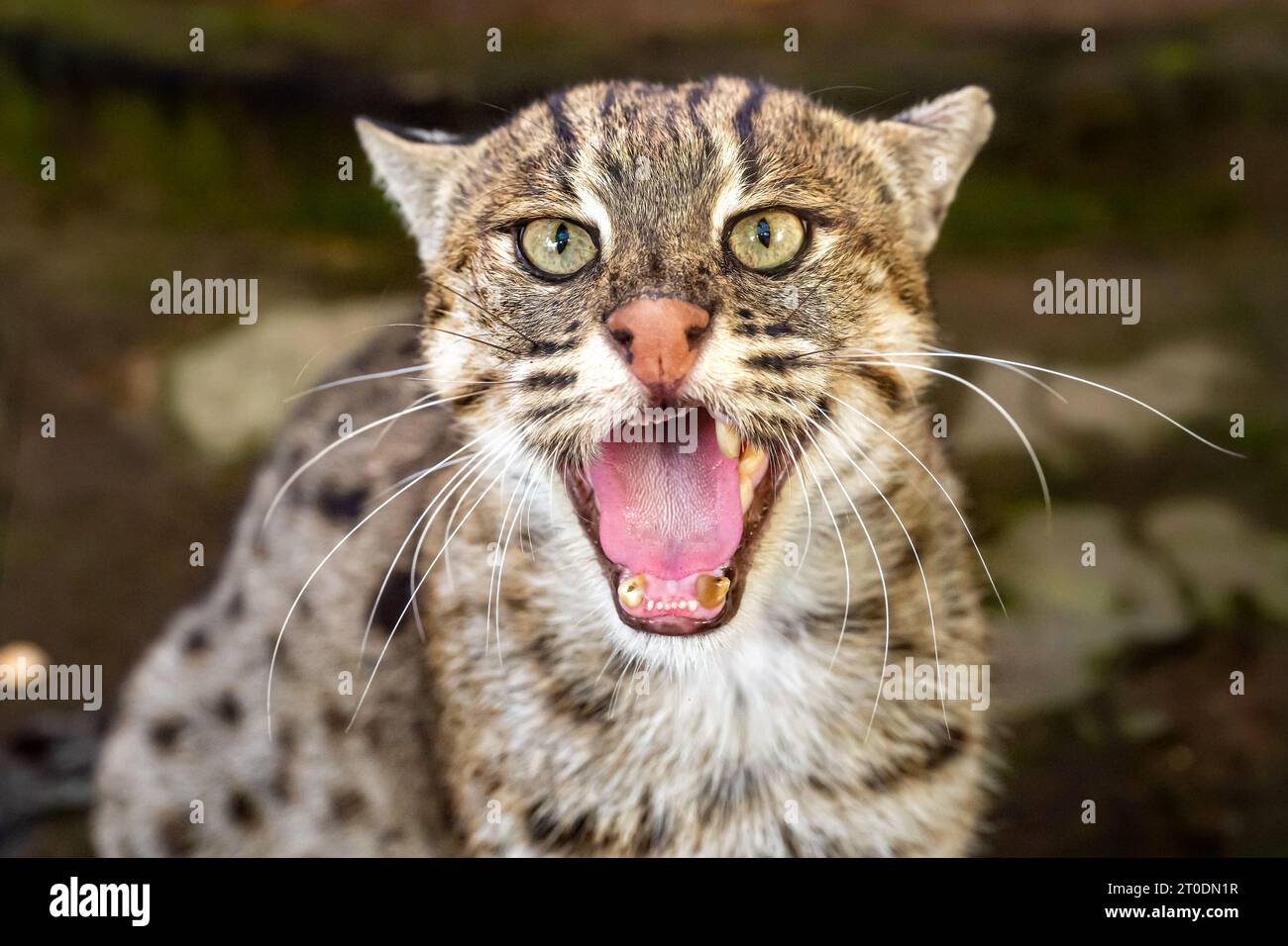 An angry Asian Fishing Cat showing his teeth at Saigon Zoo and ...