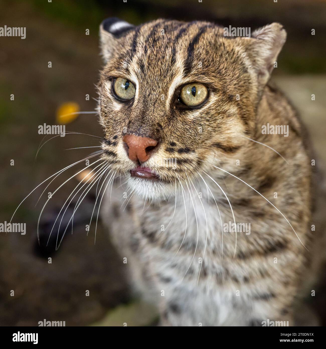 An angry Asian Fishing Cat showing his teeth at Saigon Zoo and ...