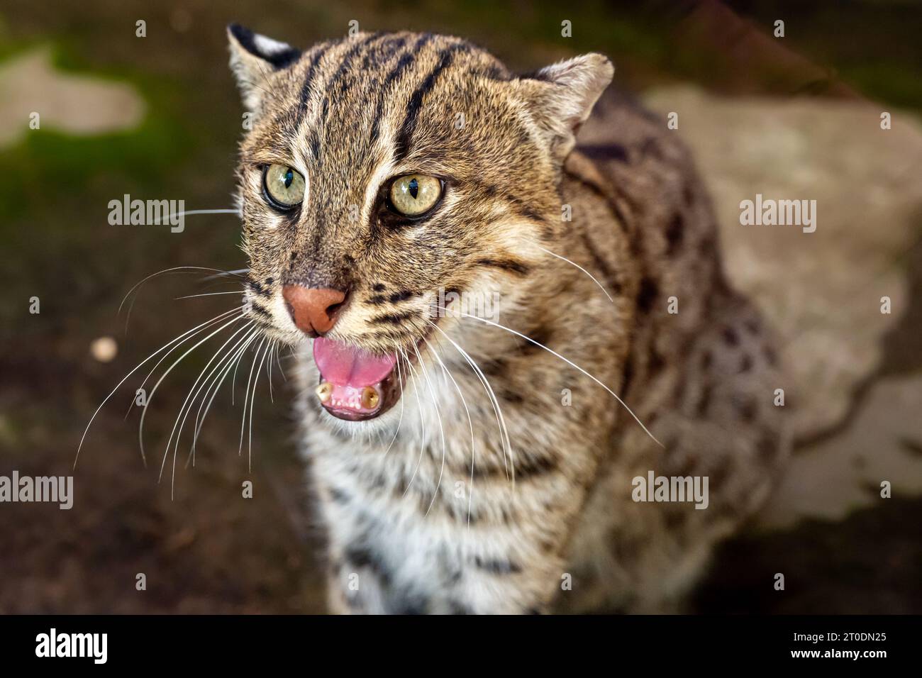 An angry Asian Fishing Cat showing his teeth at Saigon Zoo and ...