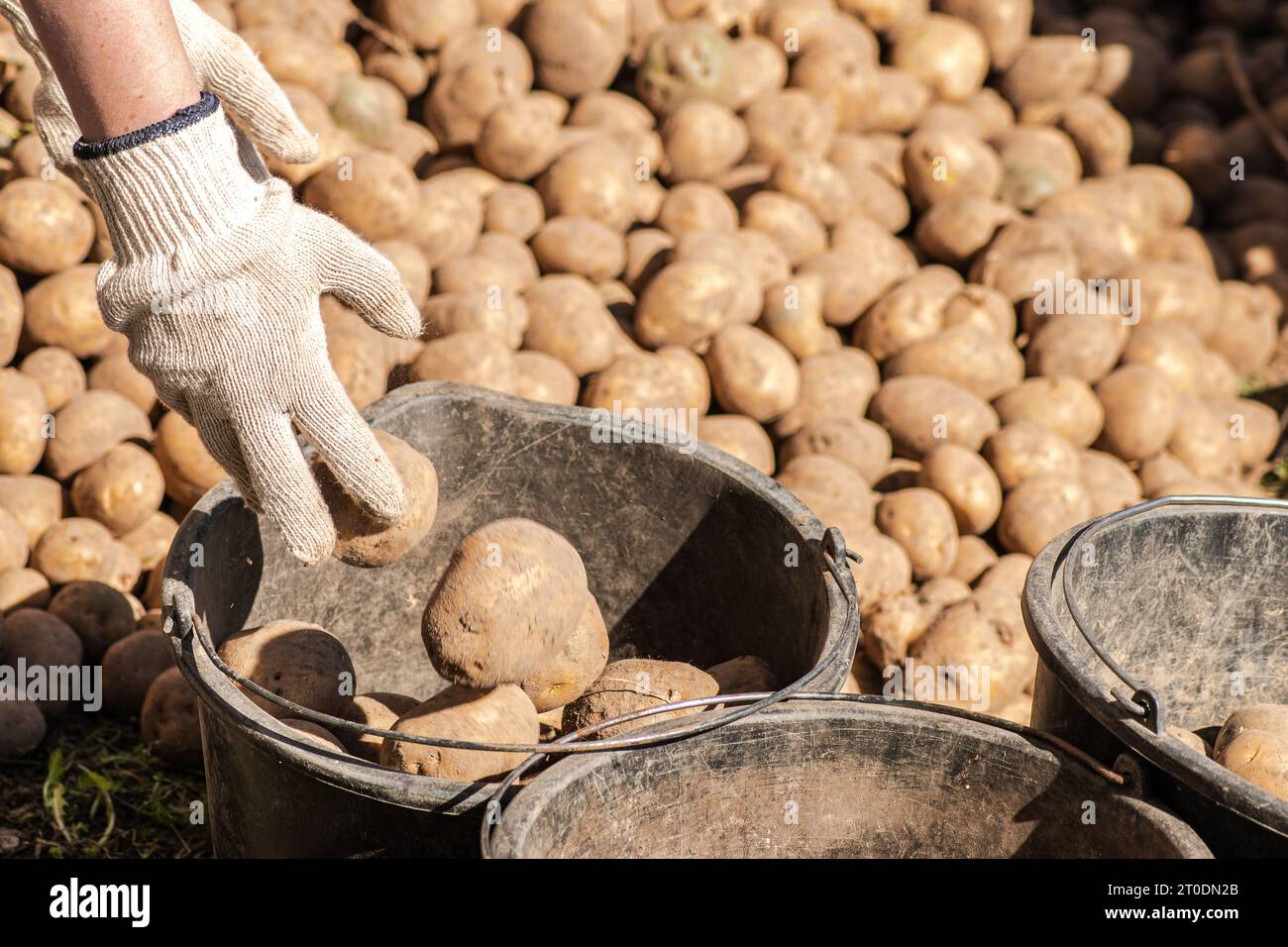 Woman selecting potato hi-res stock photography and images - Alamy