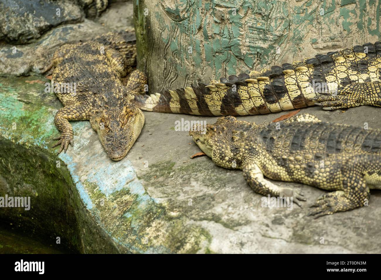 Siamese Crocodiles at Saigon Zoo and Botanical Garden, Ho Chi Minh City ...