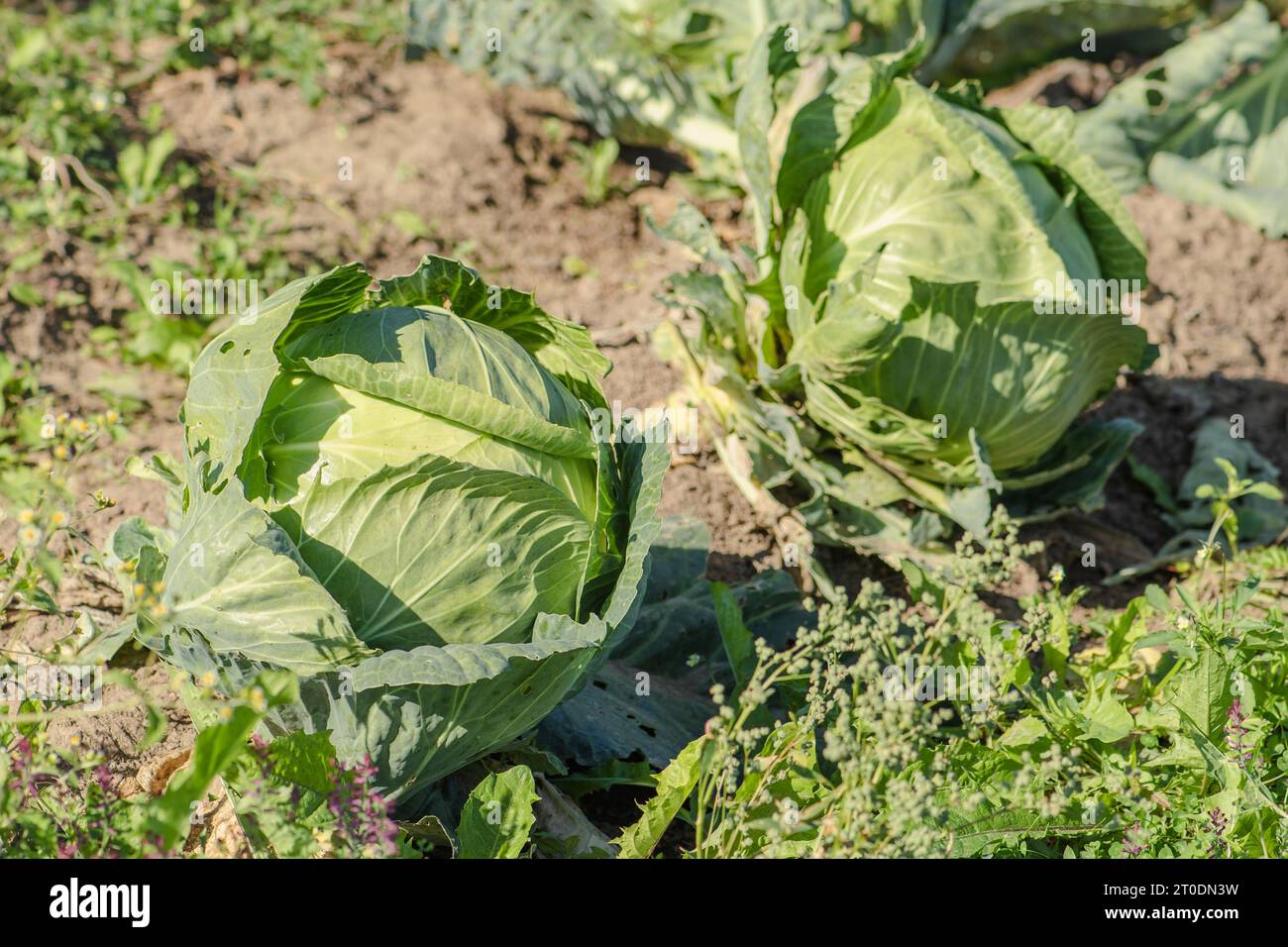 Beautiful fresh green big ripe cabbages in an agricultural field in ...