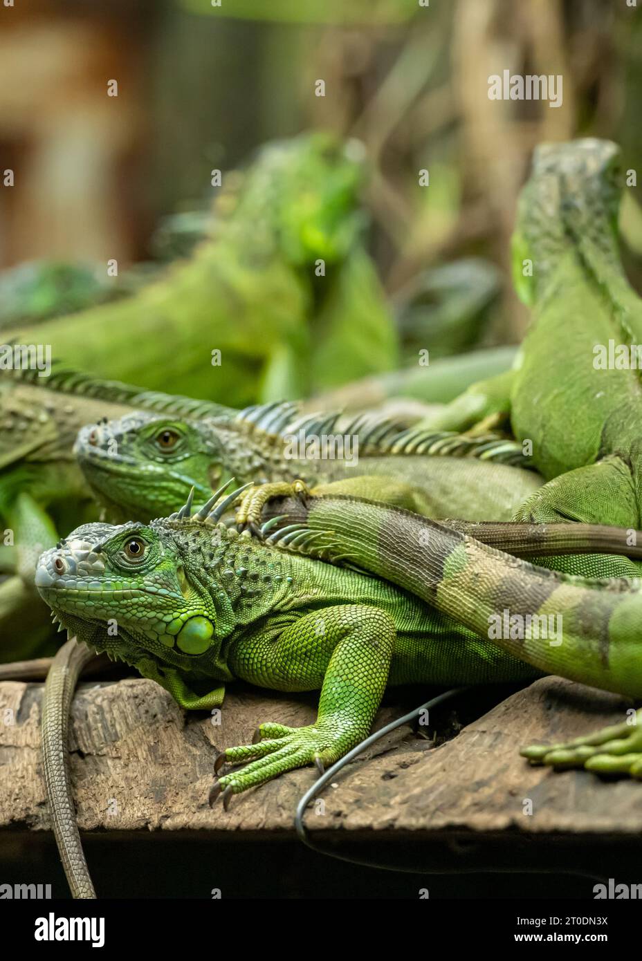 Iguanas at Saigon Zoo and Botanical Garden, Ho Chi Minh City,Vietnam ...