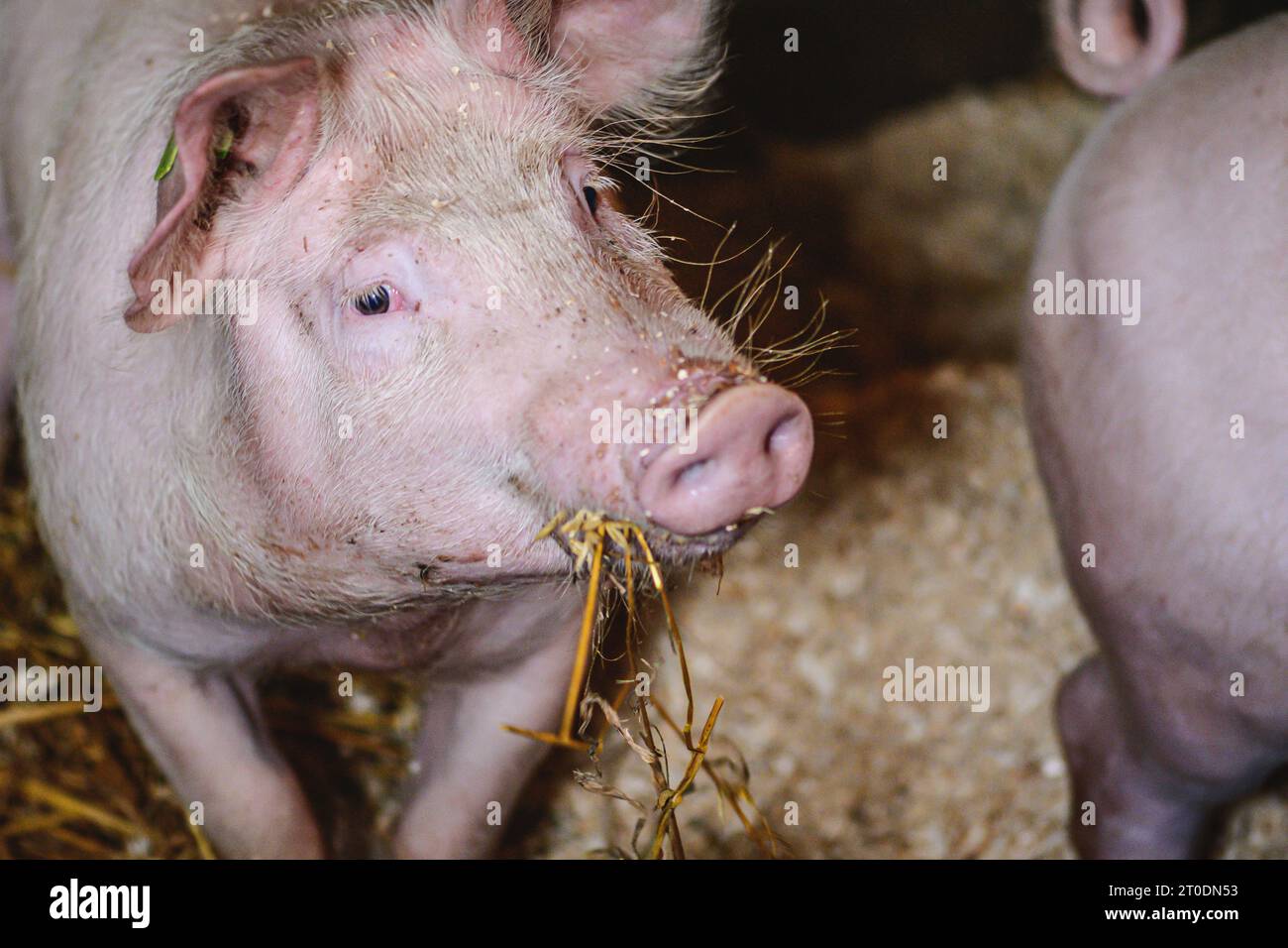 Young pink pig in a pigpen of a farm eating hay, pig farming and food ...