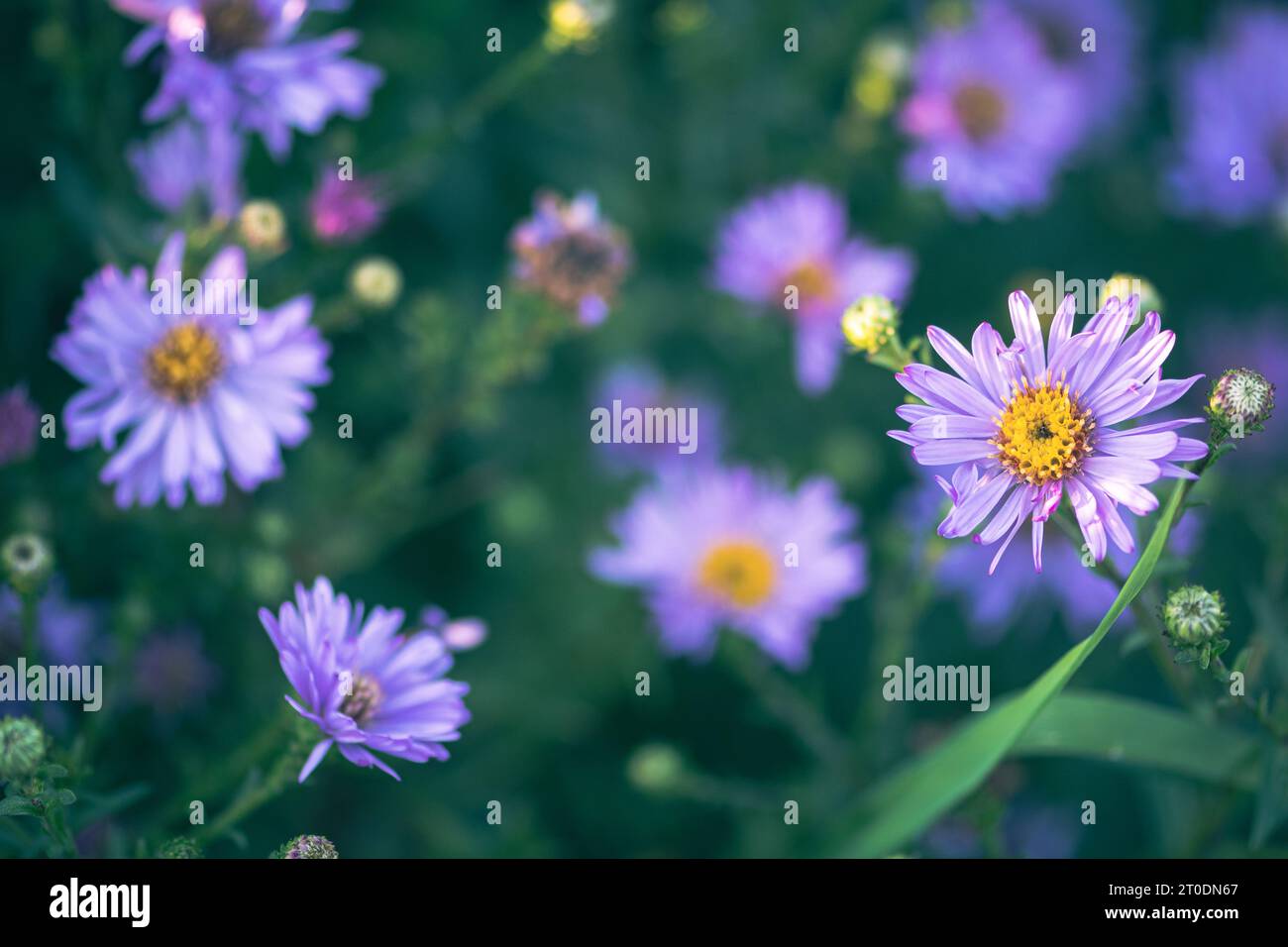 Beautiful field with Aster amellus, the European Michaelmas daisy, a ...