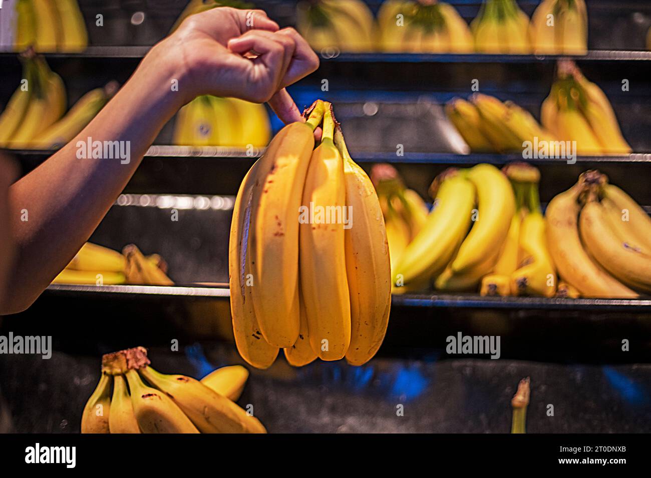 holding a bunch of ripe bananas in your hand near bananas on a display ...