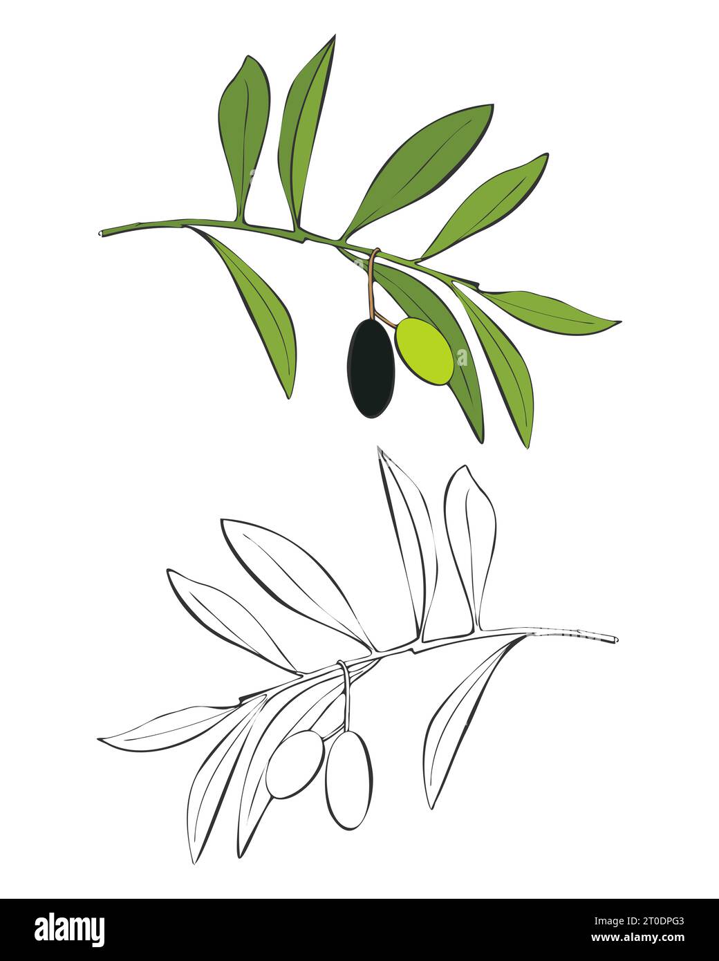 Olive branch with green and black berries, hand drawn outline illustration. Vector illustration ...