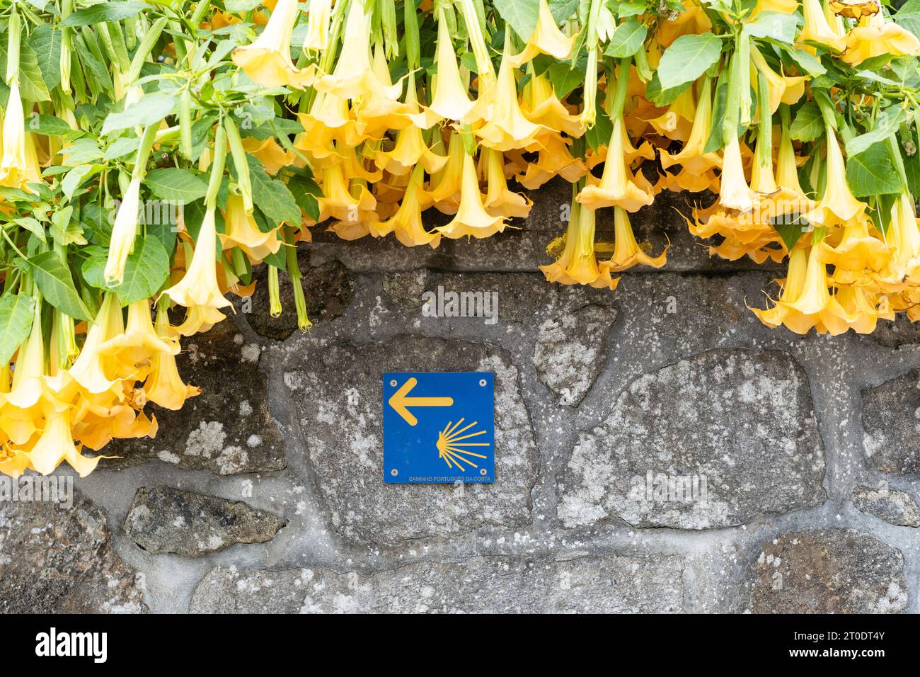 Portuguese camino coastal route hi-res stock photography and images - Alamy