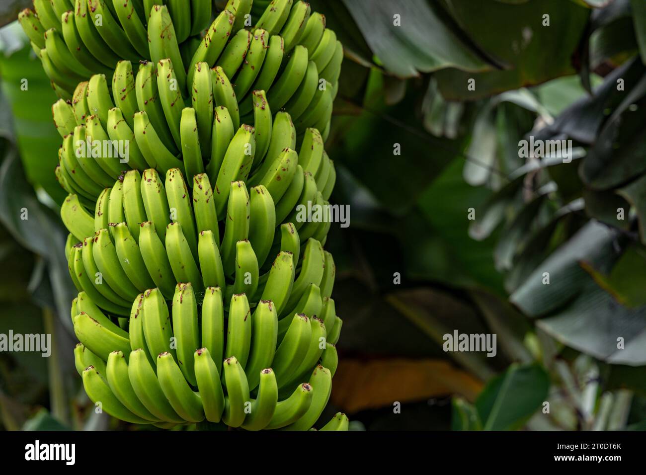 Dwarf Cavendish bananas from the Canary Islands banana leaves banana ...