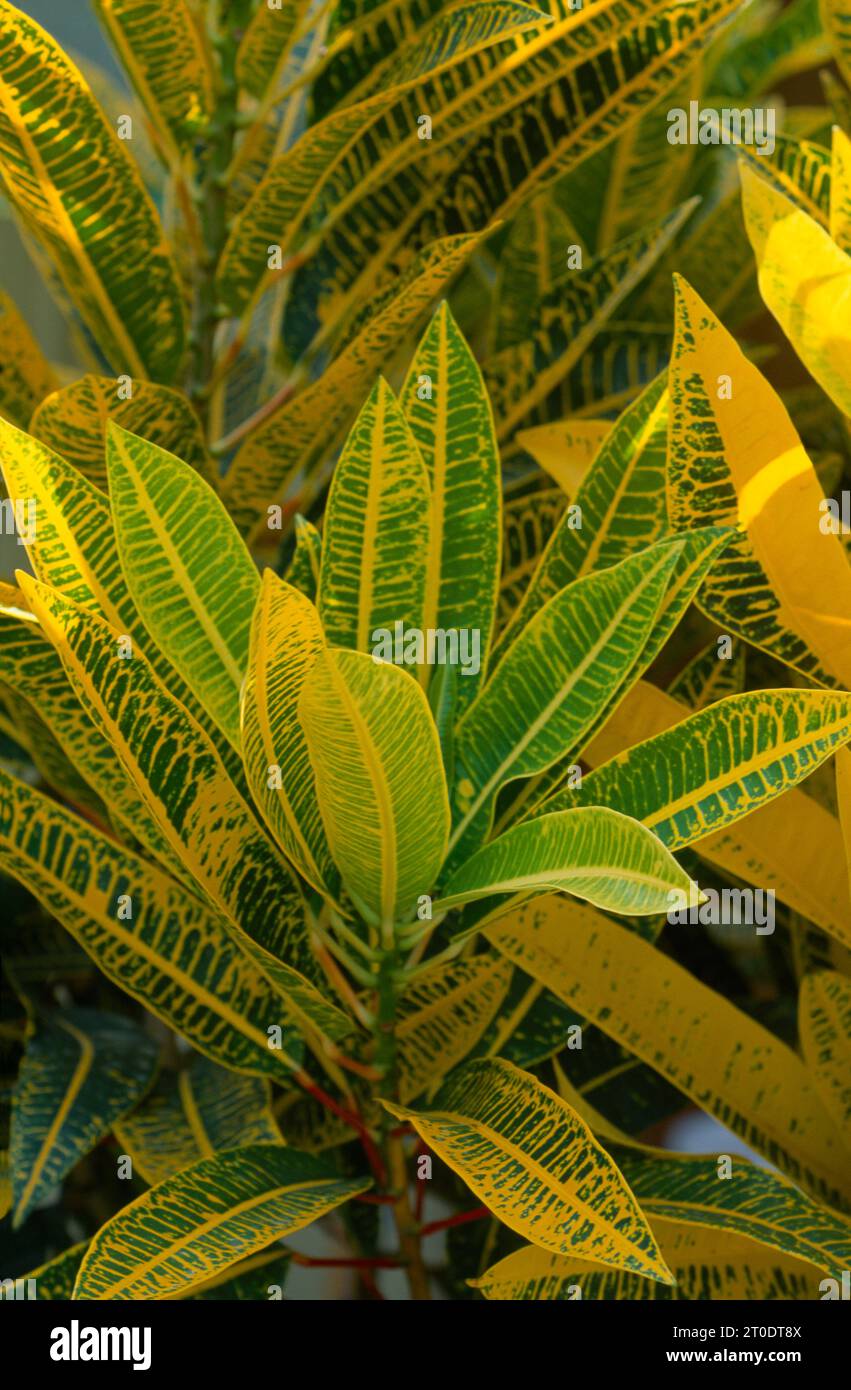 Close up of Green and Yellow Croton Trinidad and Tobago Stock Photo - Alamy