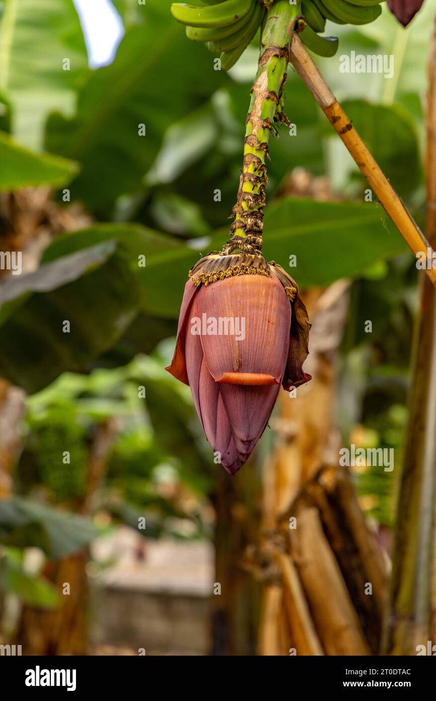 Dwarf Cavendish bananas from the Canary Islands banana leaves banana ...