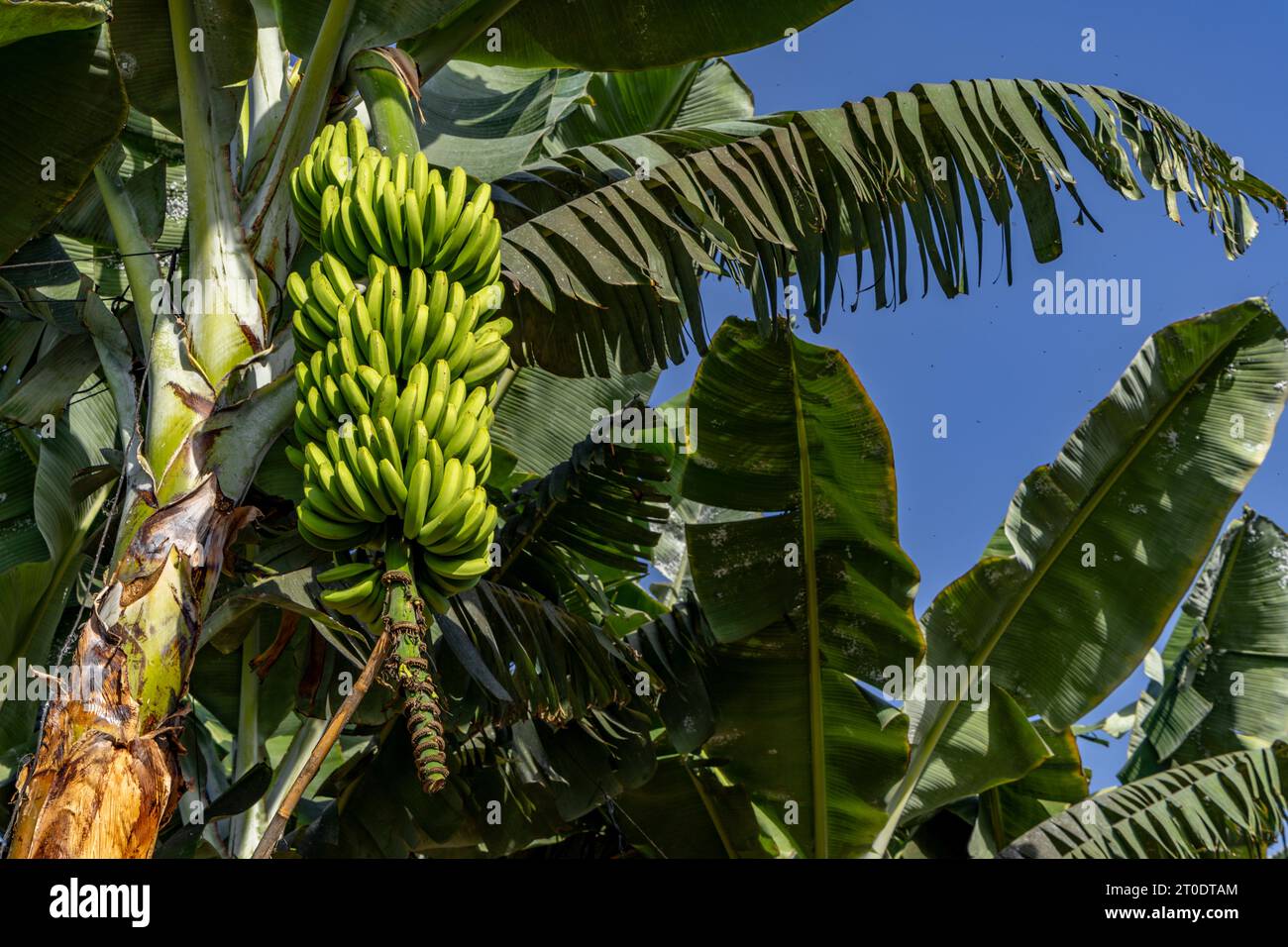 Dwarf Cavendish bananas from the Canary Islands banana leaves banana ...