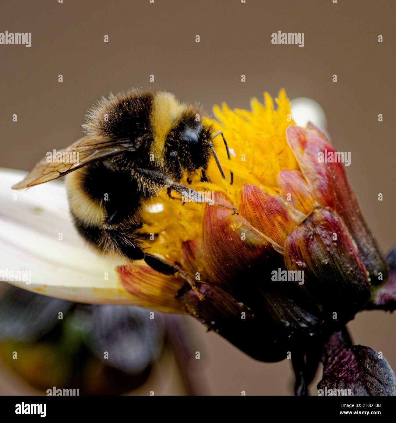 White Tailed Bees Collecting pollen from Dahlia flowers Stock Photo - Alamy
