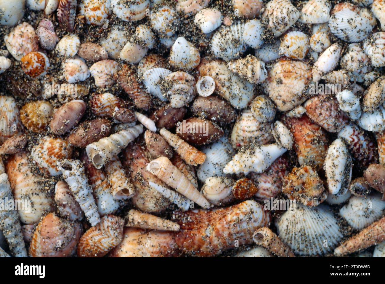 Sea Shells on Beach St Kitts Stock Photo - Alamy