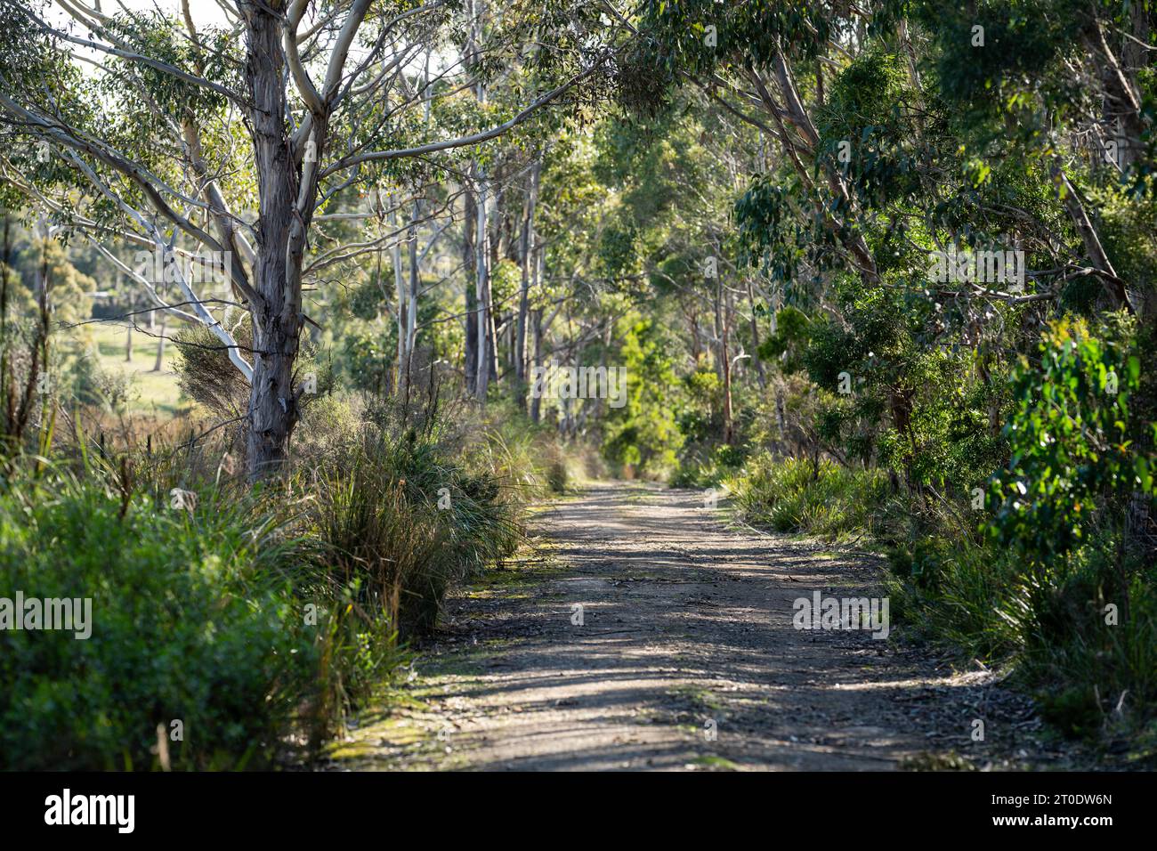 bush trail in the forest, sandy off road track in the outback Stock ...