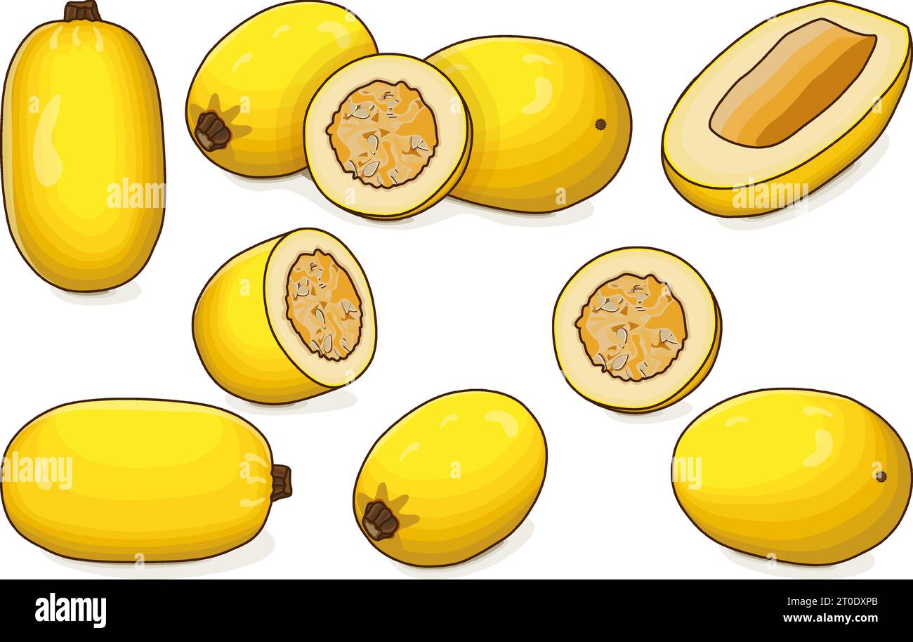 Set of Orangetti Spaghetti Squash. Winter squash. Cucurbita pepo ...