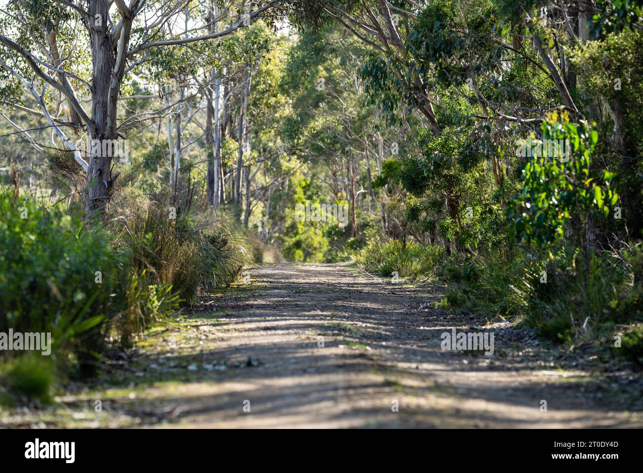 bush trail in the forest, sandy off road track in the outback Stock ...