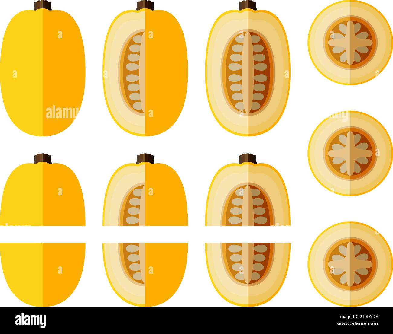 Set of Orangetti Spaghetti Squash. Winter squash. Cucurbita pepo ...