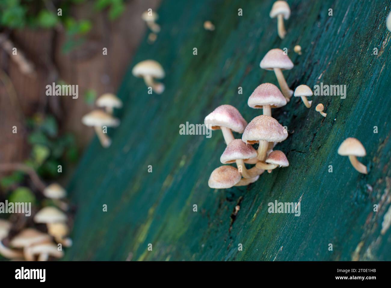 Tiny mushrooms growing on a green background. White small mushrooms ...