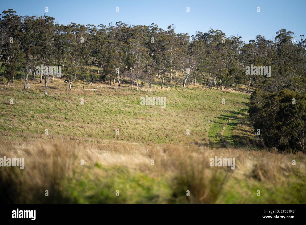 beautiful gum Trees and shrubs in the Australian bush forest. Gumtrees ...