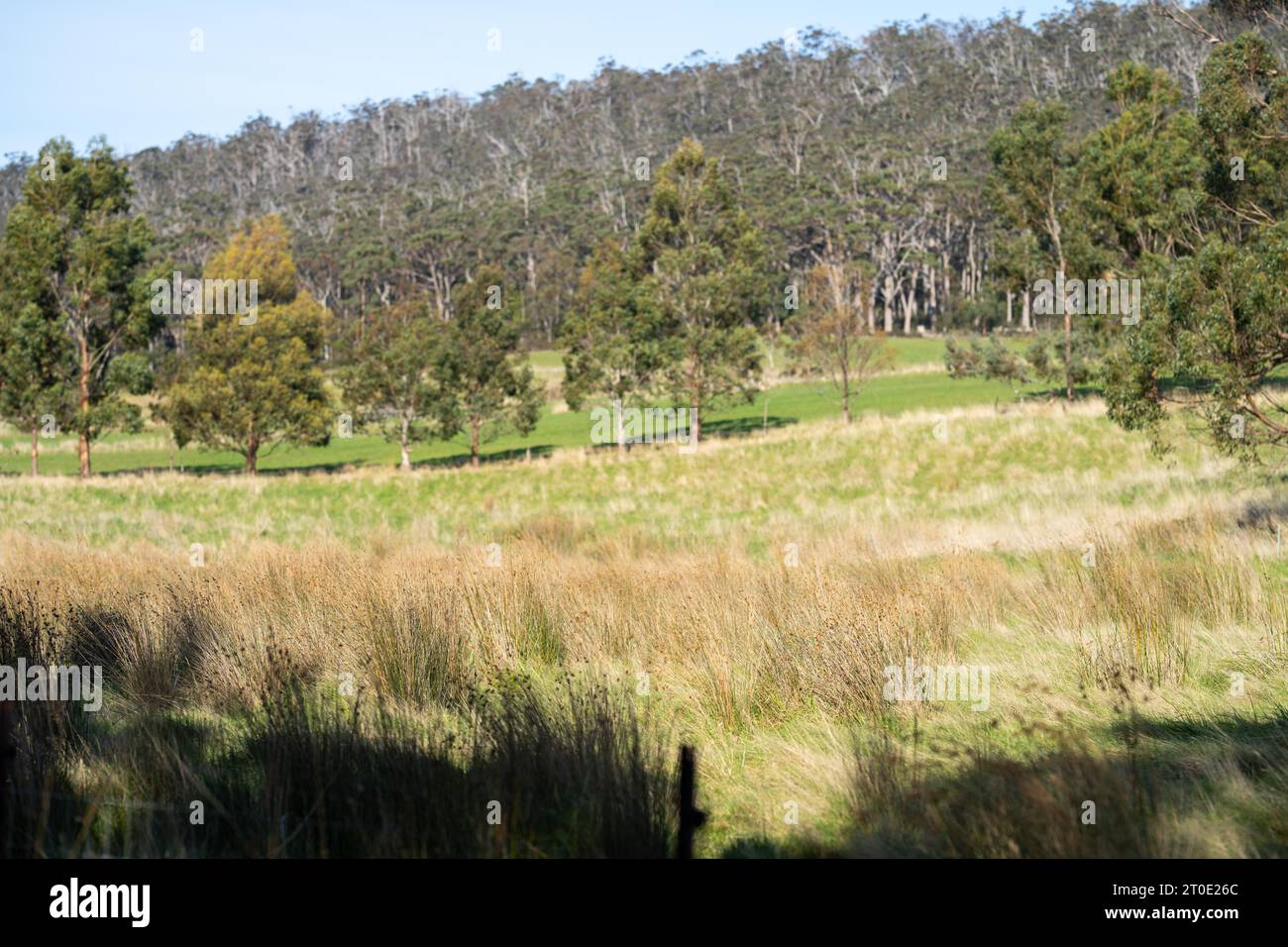 beautiful gum Trees and shrubs in the Australian bush forest. Gumtrees ...