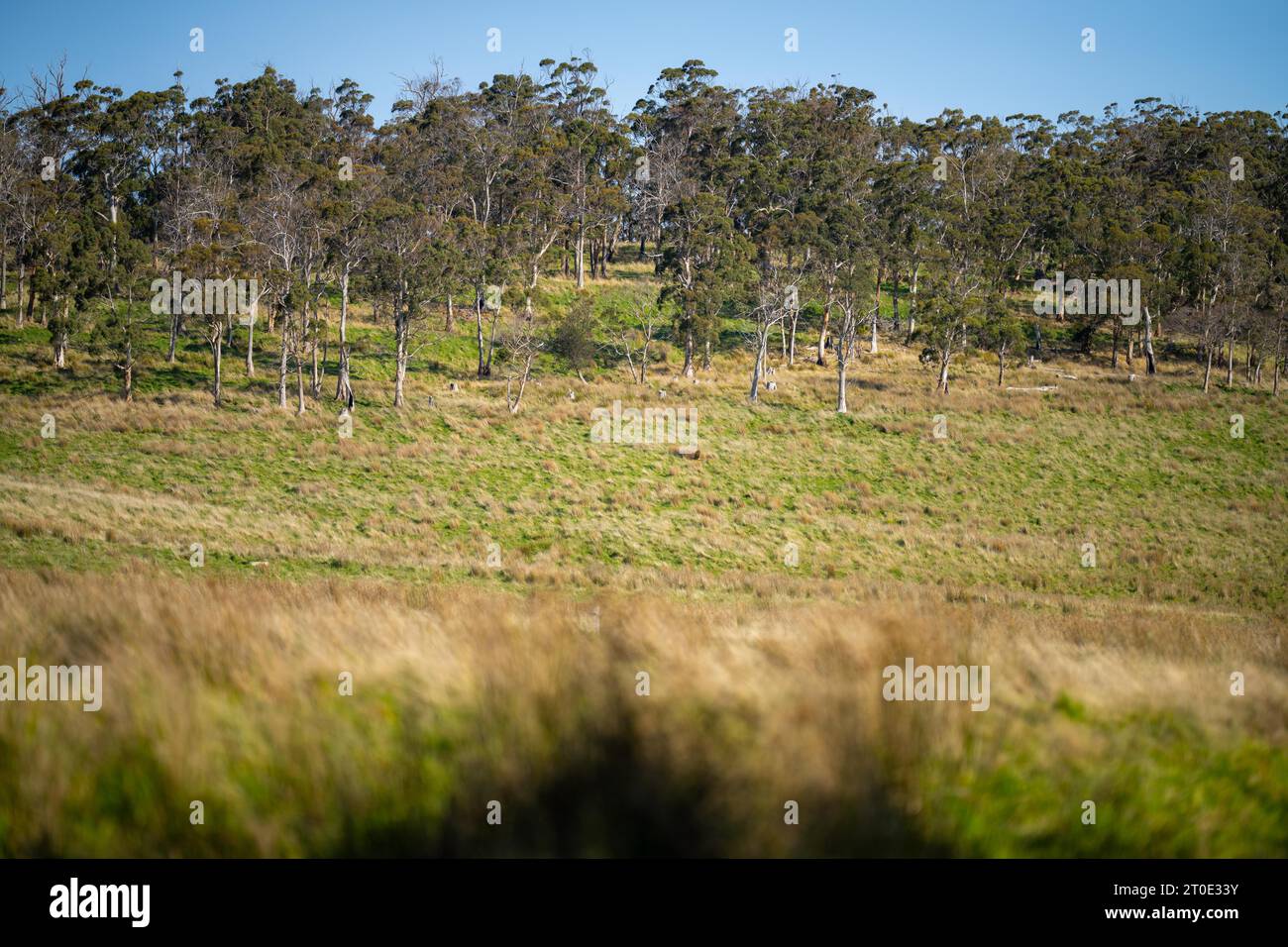 beautiful gum Trees and shrubs in the Australian bush forest. Gumtrees ...