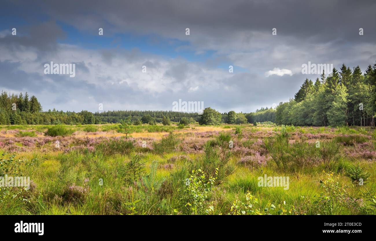 View over the heathland of Boswachterij Grolloo with shrubs and ...