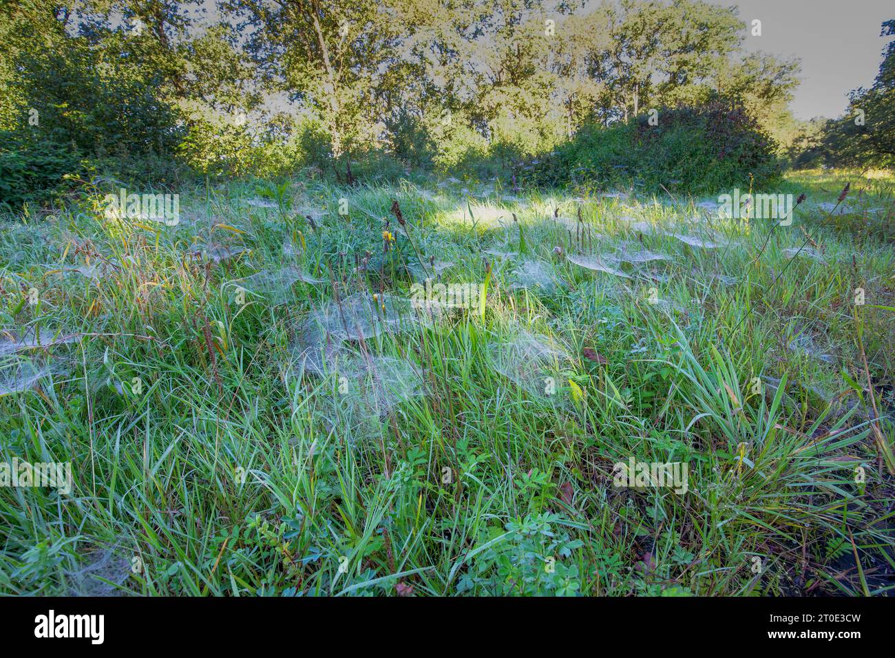Landscape during sunrise with lots of dew and cobwebs of the Autumn ...