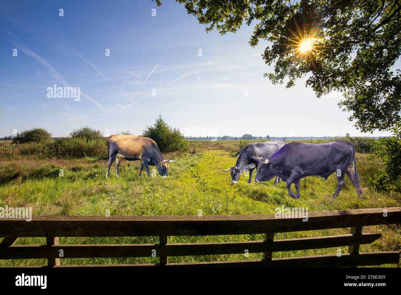 Spanish gate cattle hi-res stock photography and images - Alamy