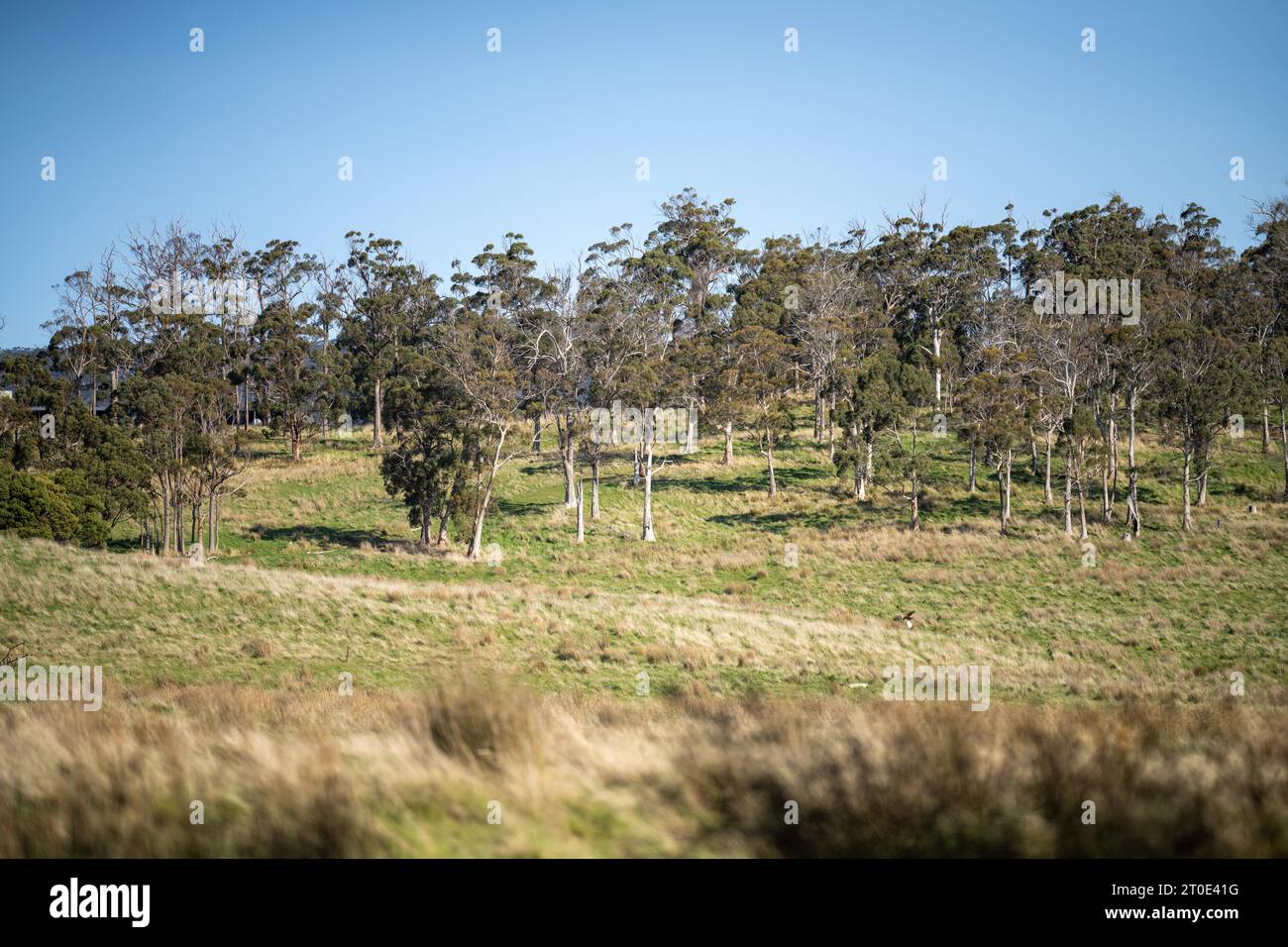 beautiful gum Trees and shrubs in the Australian bush forest. Gumtrees ...