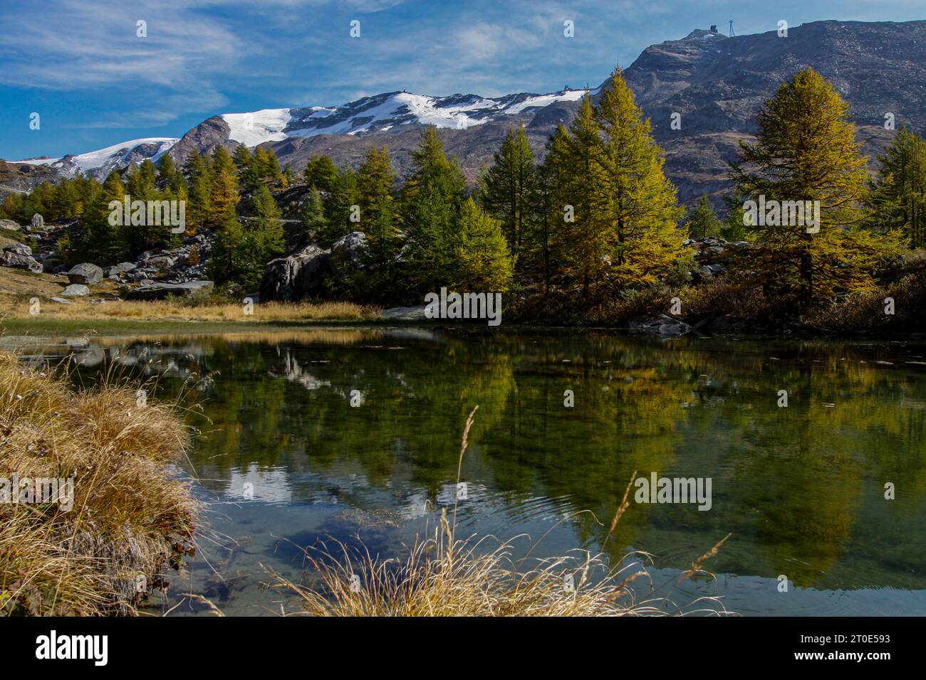 Arbres de mélèze hi-res stock photography and images - Alamy