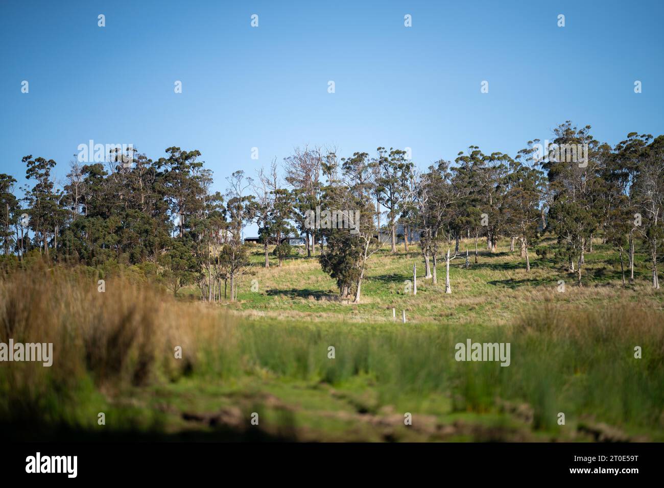 beautiful gum Trees and shrubs in the Australian bush forest. Gumtrees ...