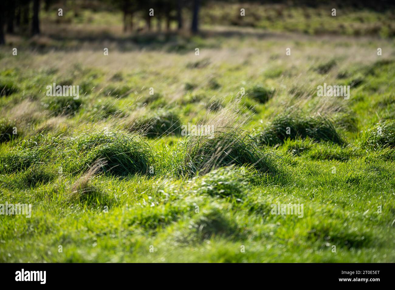 long native grasses on a regenerative agricultural farm. pasture in a ...