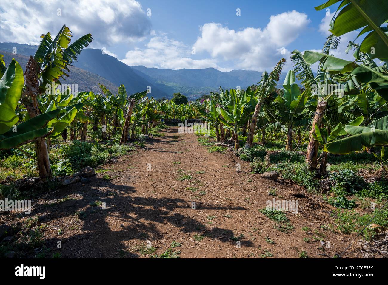 A wide-angle photos of a Bannana Plantation on Tenerife Stock Photo - Alamy