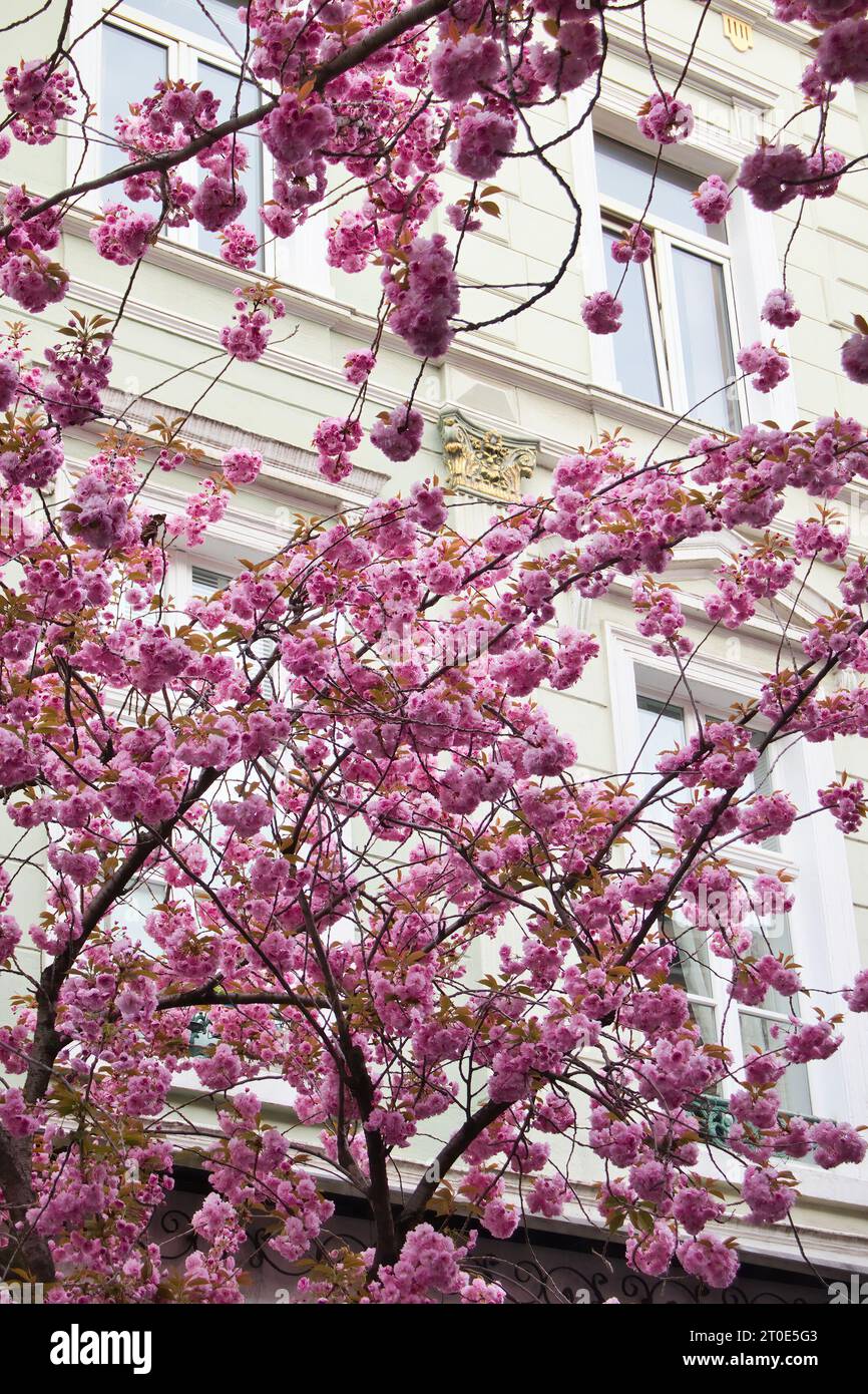 Cherry blossoms against a building on Cherry Blossom Avenue in Bonn ...