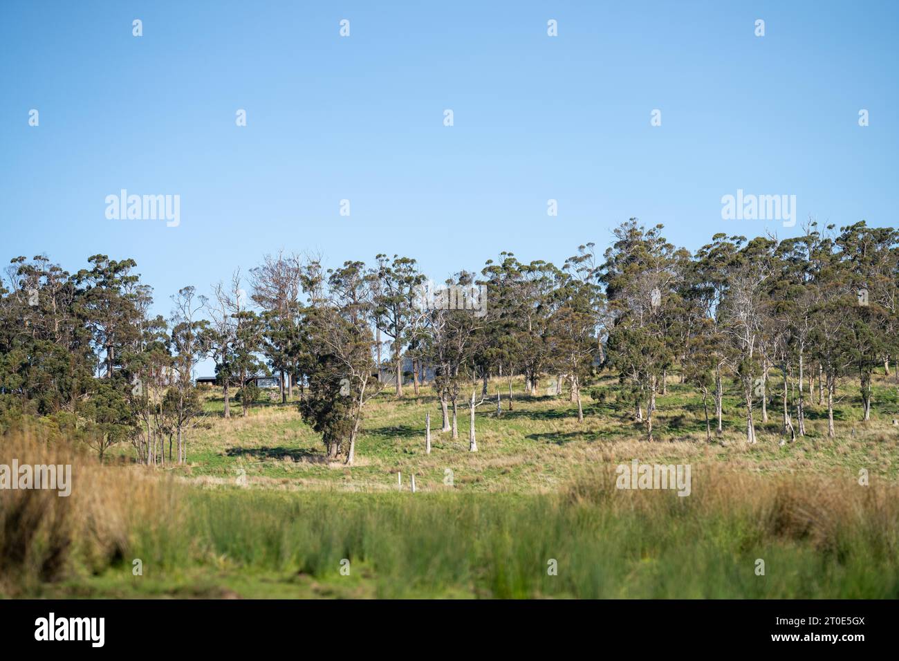 beautiful gum Trees and shrubs in the Australian bush forest. Gumtrees ...