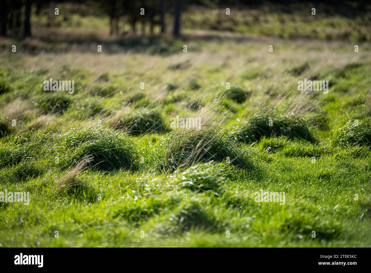 beautiful green field with lush green pasture growing on a farm in ...