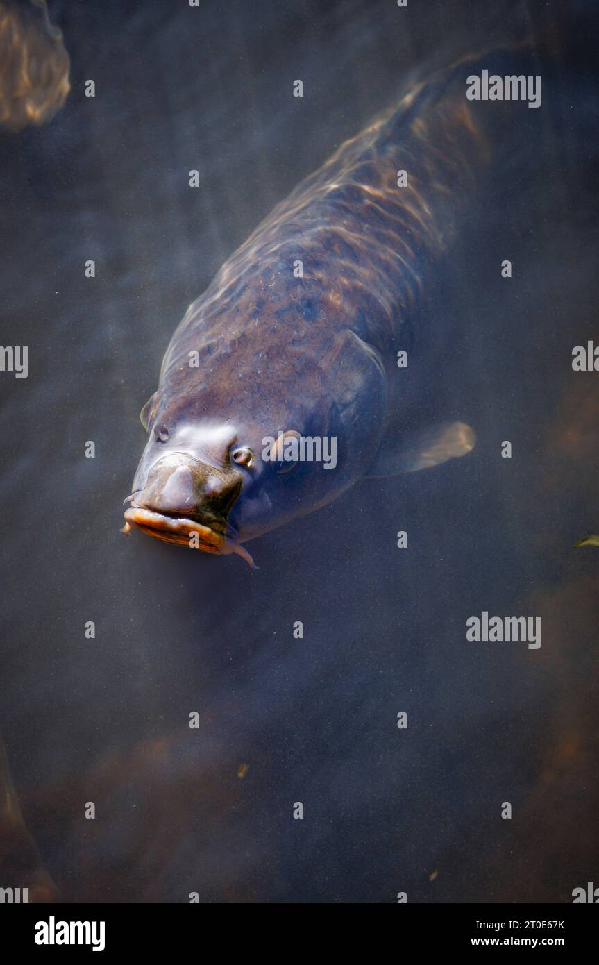 Koi carp breaking the water surface in the pond by the Rock Garden and ...