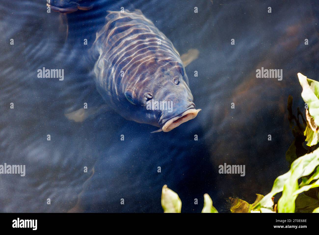 Koi carp breaking the water surface in the pond by the Rock Garden and ...
