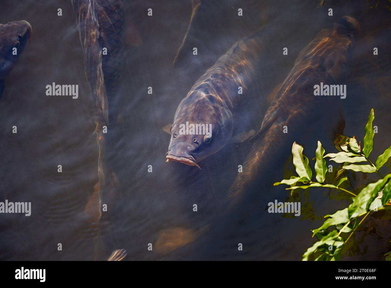 Koi carp breaking the water surface in the pond by the Rock Garden and ...