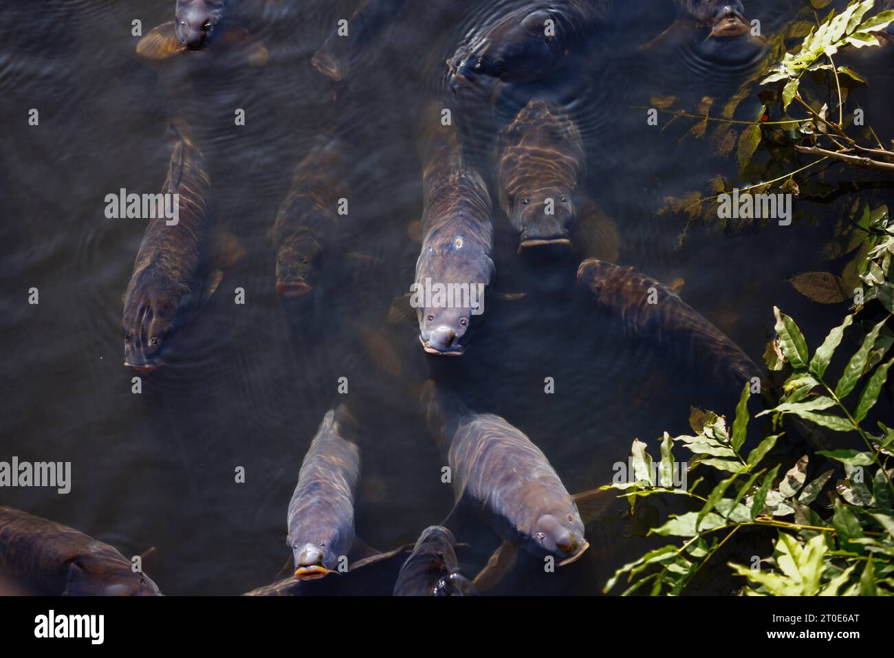 Koi carp breaking the water surface in the pond by the Rock Garden and ...