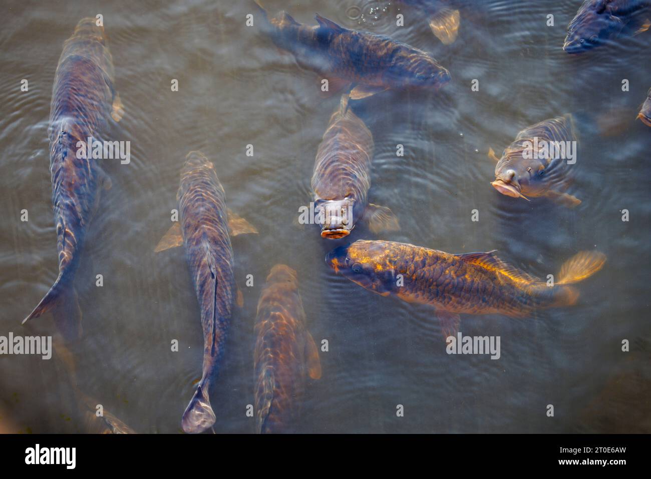Koi carp breaking the water surface in the pond by the Rock Garden and ...