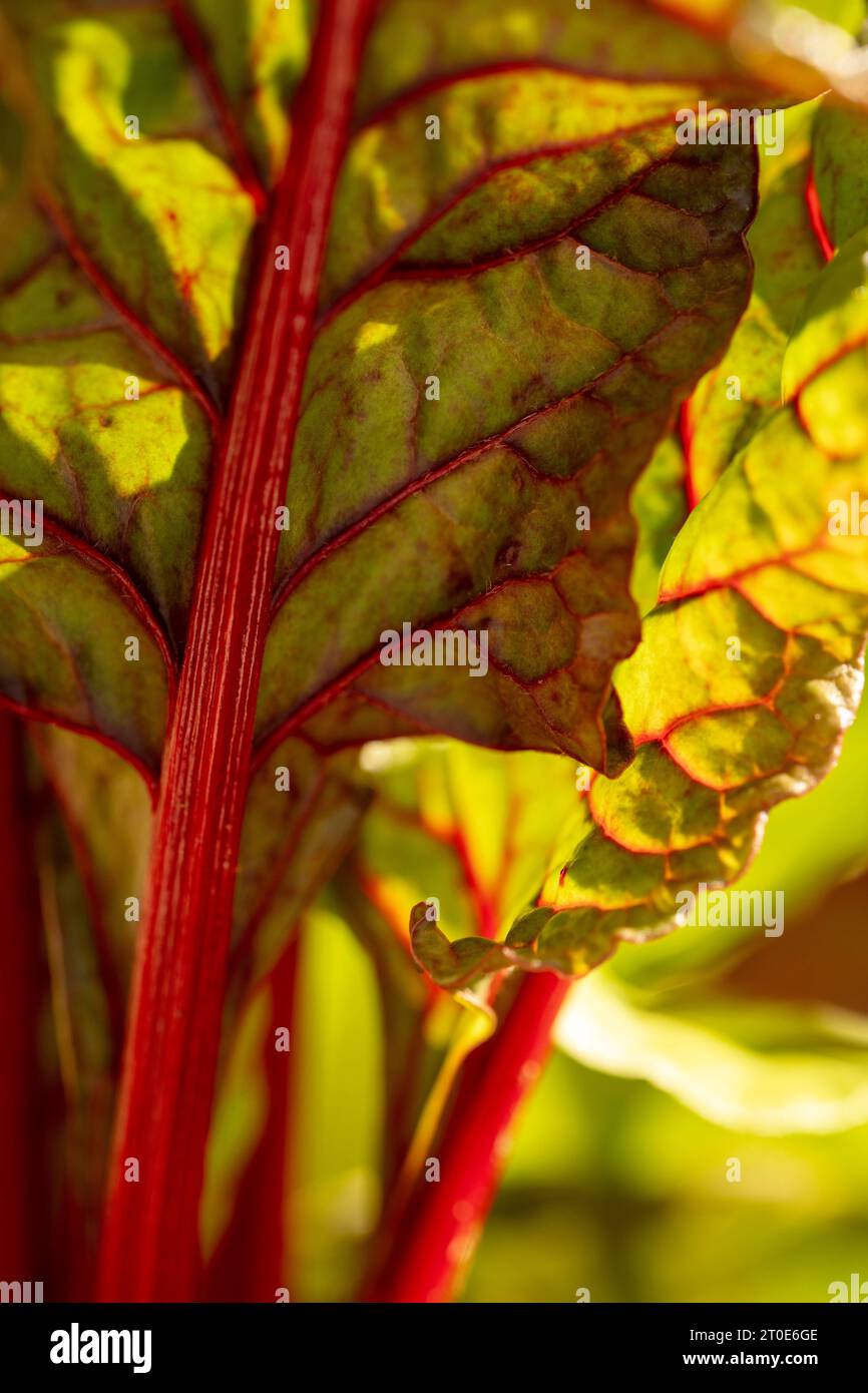 Natural close up food/vegetable Swiss Chard still life in crisp summer ...