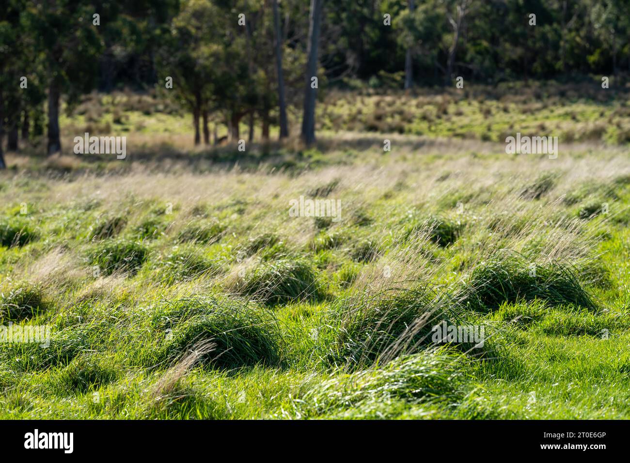 beautiful green field with lush green pasture growing on a farm in ...