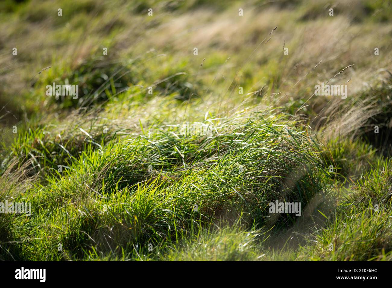 long native grasses on a regenerative agricultural farm. pasture in a ...