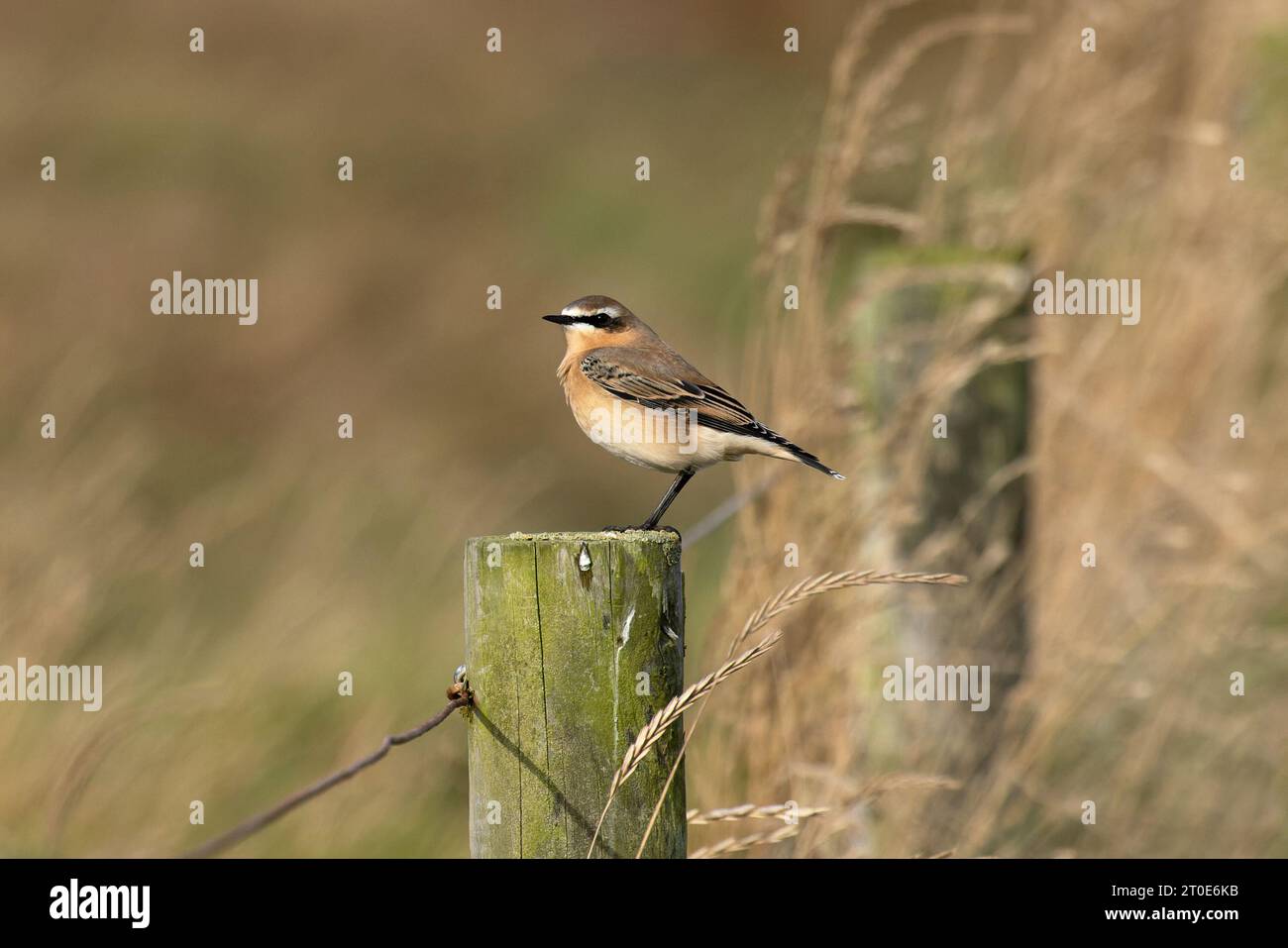Northern Wheatear (Oenanthe oenanthe) autumn male Norfolk October 2023 ...