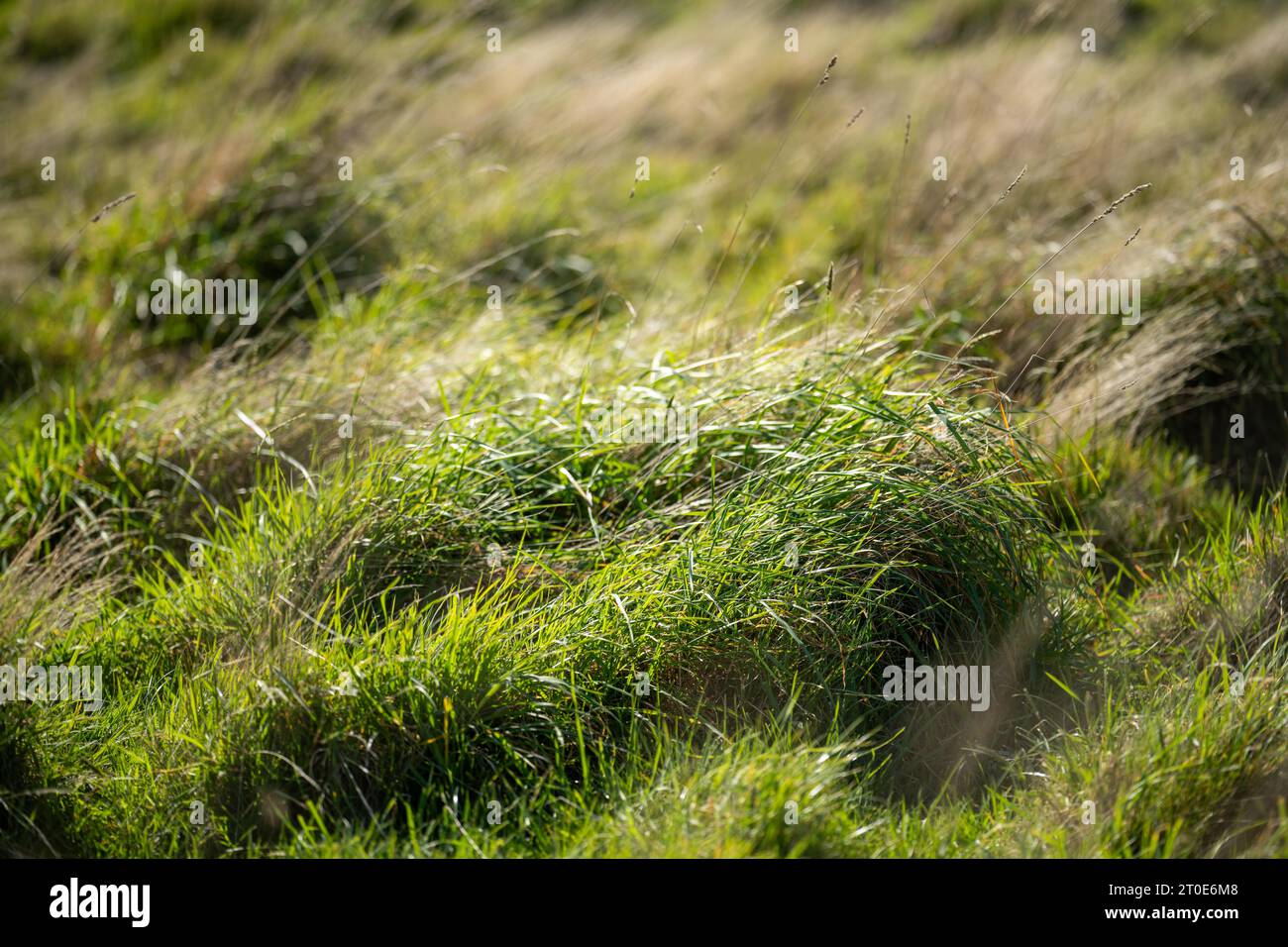 long native grasses on a regenerative agricultural farm. pasture in a ...